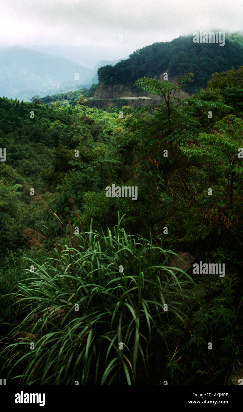 Taiwan Chitou Bamboo Forest Stock Photo - Alamy