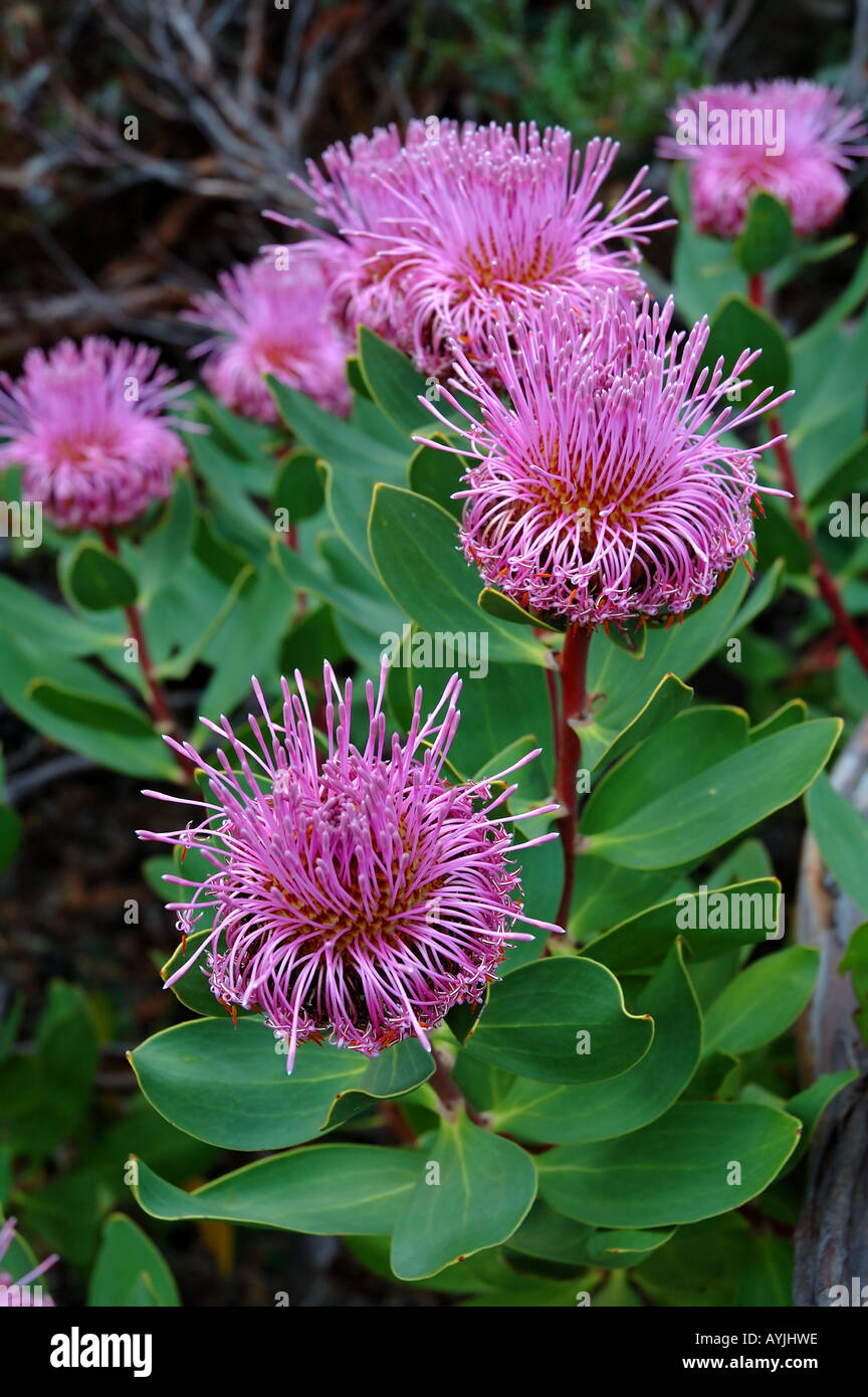 Pink coneflower Isopogon cuneatus Stirling Range National Park Western ...