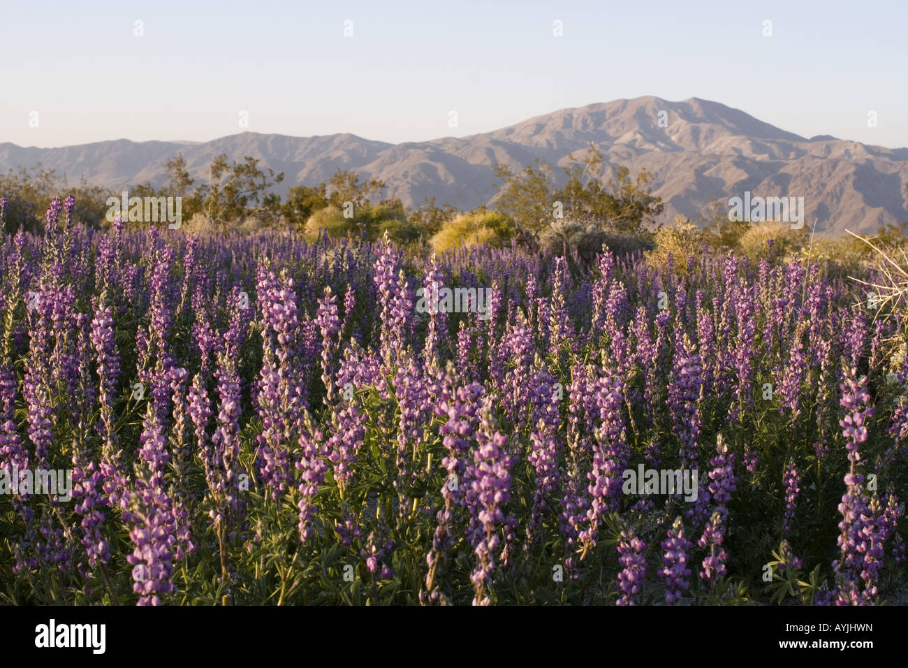 Arizona lupine hi-res stock photography and images - Alamy