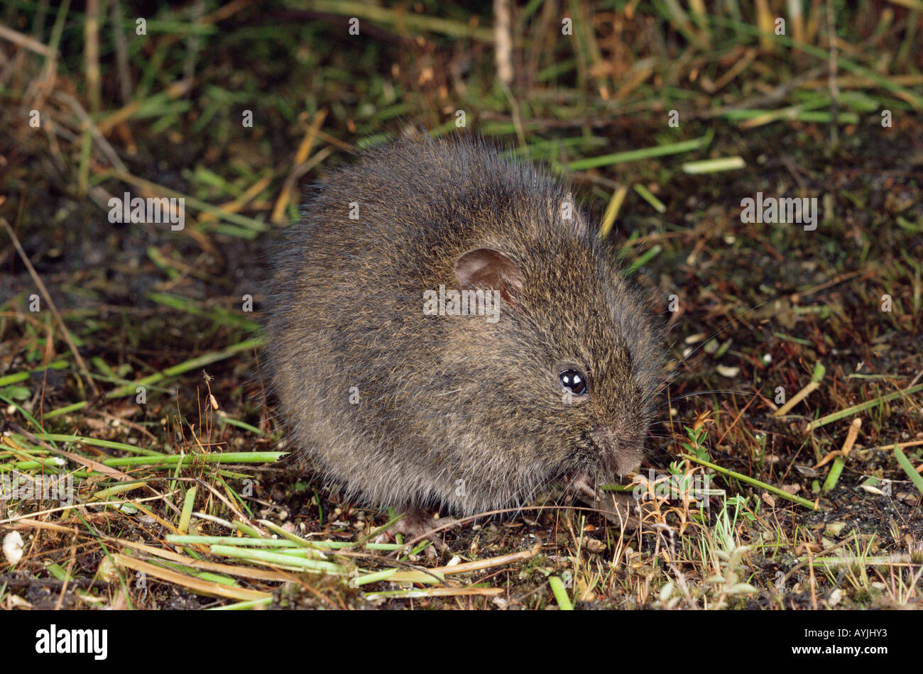 Broad toothed mouse hi-res stock photography and images - Alamy