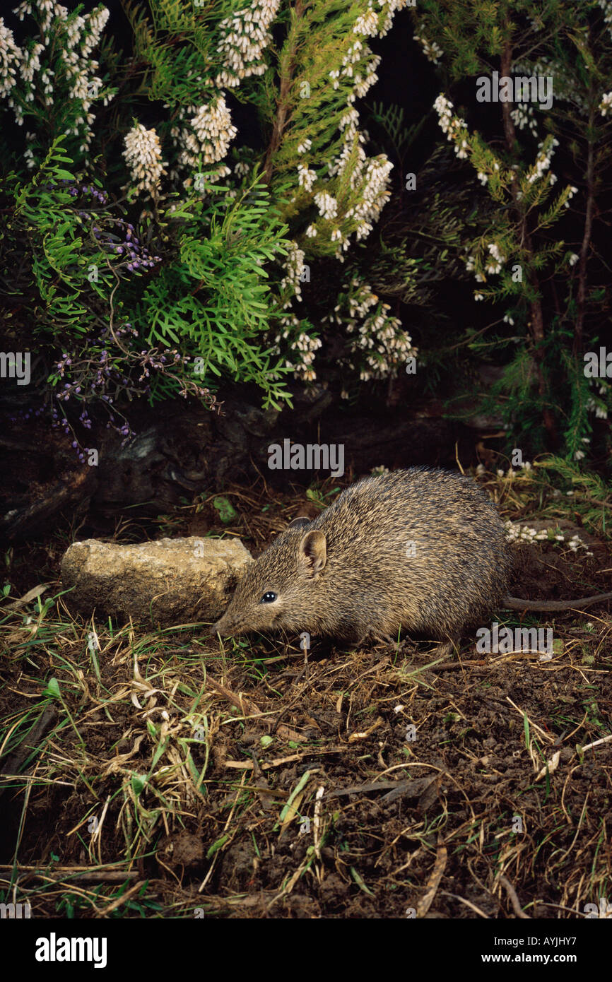 Southern brown bandicoot isoodon obesulus hi-res stock photography and ...