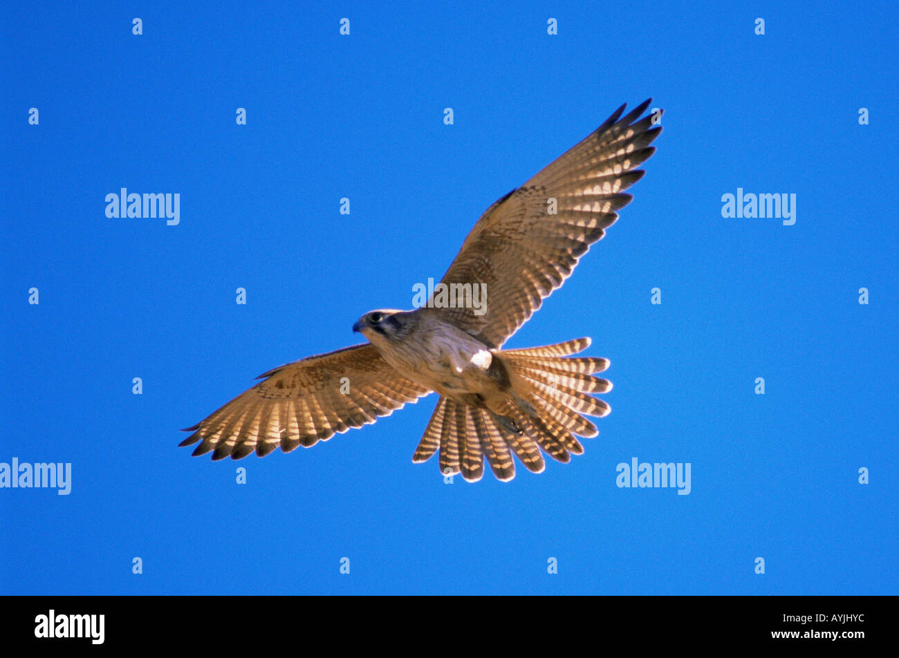 Falcon bird australia wildlife hi-res stock photography and images - Alamy