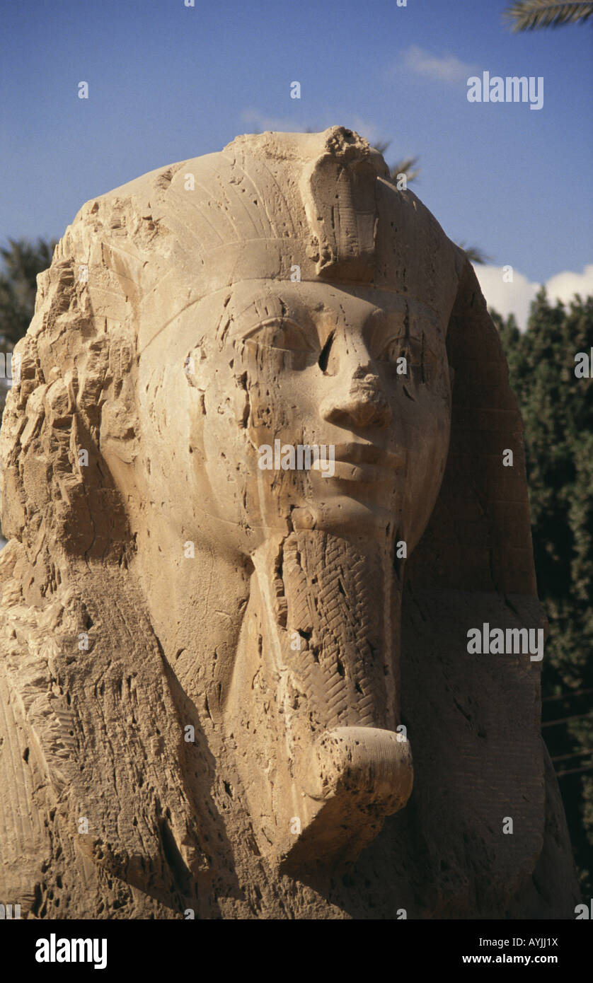 Head of giant alabaster Sphinx Headdress Face Beard Cobra symbol on ...