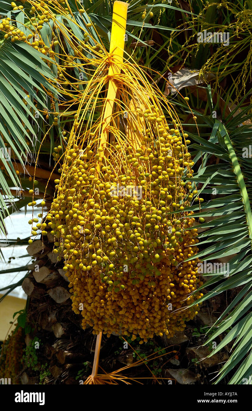 Dattelpalmen hi-res stock photography and images - Alamy