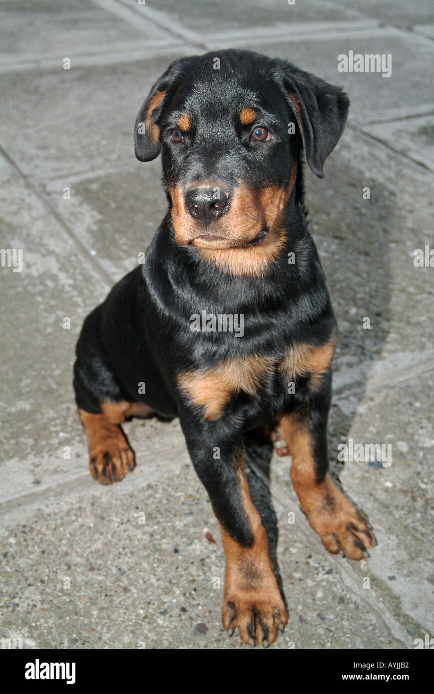 Rottweil dog hi-res stock photography and images - Alamy
