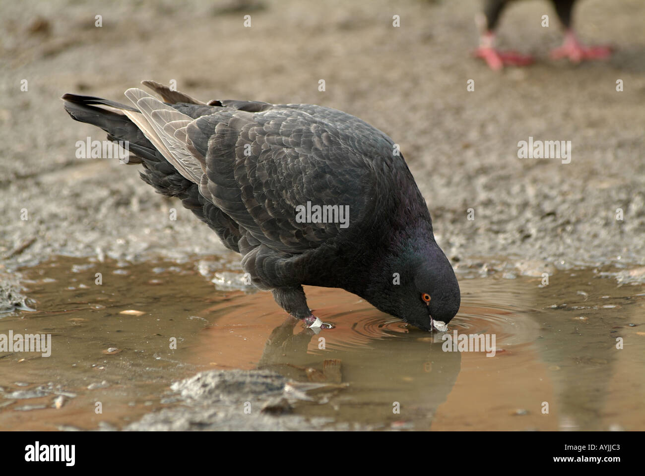 Pigeon Drinking Water Stock Photo - Alamy