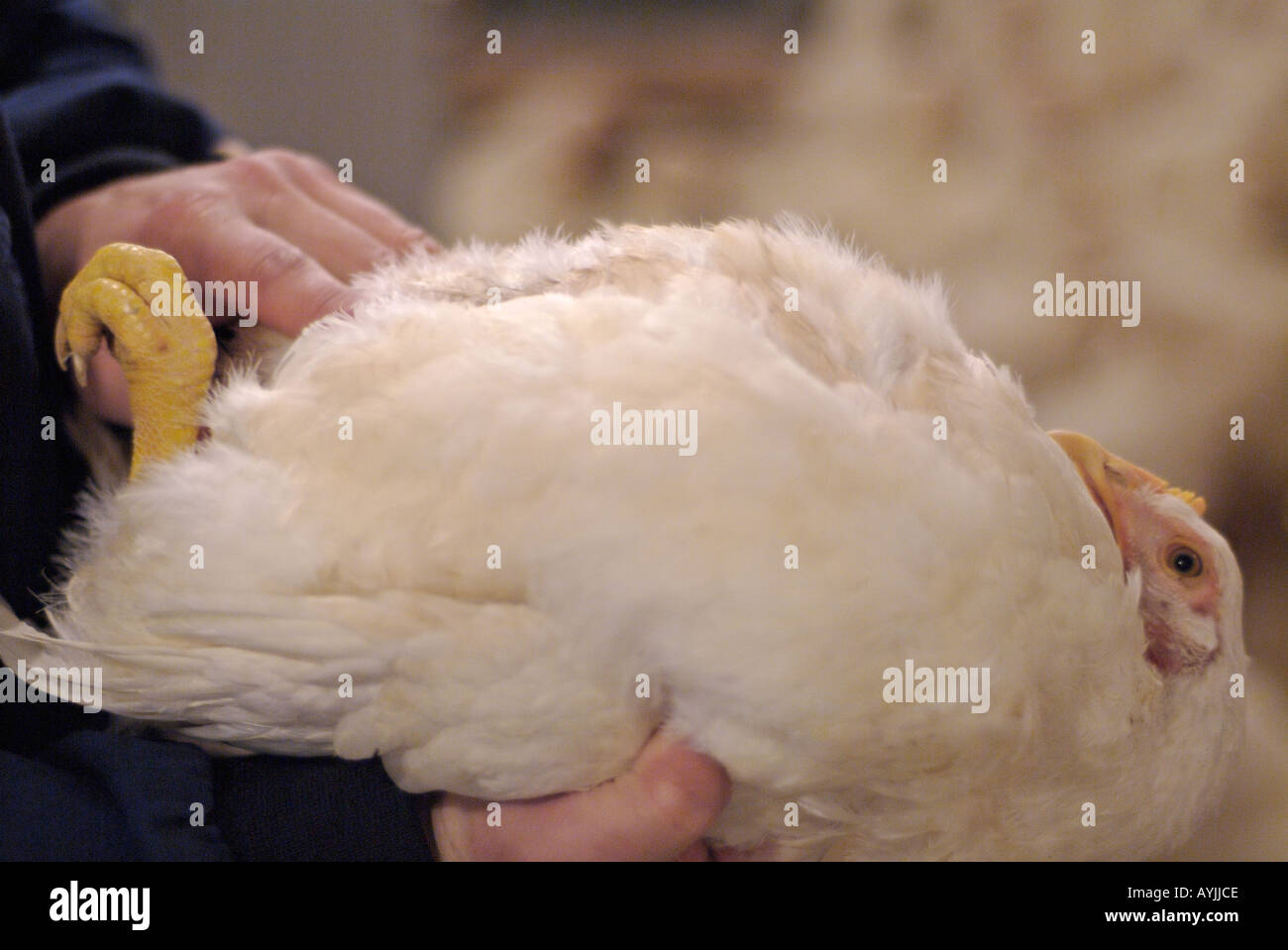 Vet Examining a Cobb Chicken on a Poultry Farm, Close Up Stock Photo ...