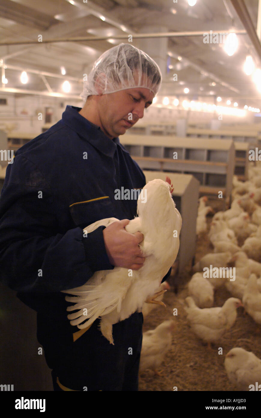 Cobb chicken hi-res stock photography and images - Alamy