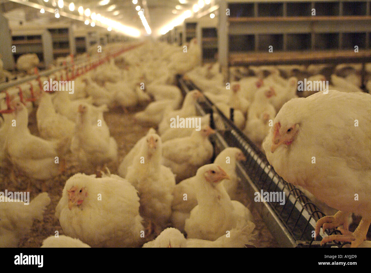Breeder Broilers in a Broiler Barn on a Chicken Farm Stock Photo - Alamy