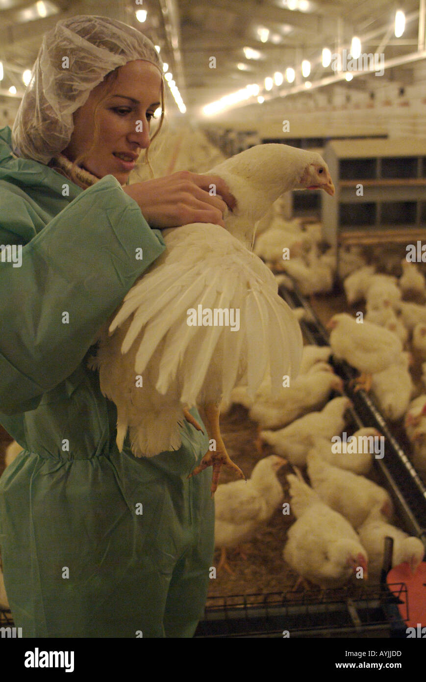 Vet Examining a Cobb Chicken on a Commercial Poultry Farm Stock Photo ...