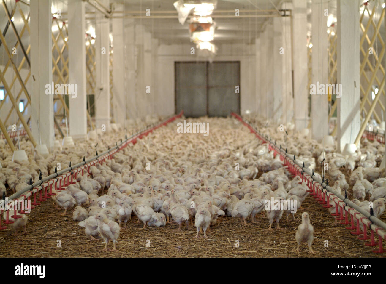 Broiler Barn Stock Photo - Alamy