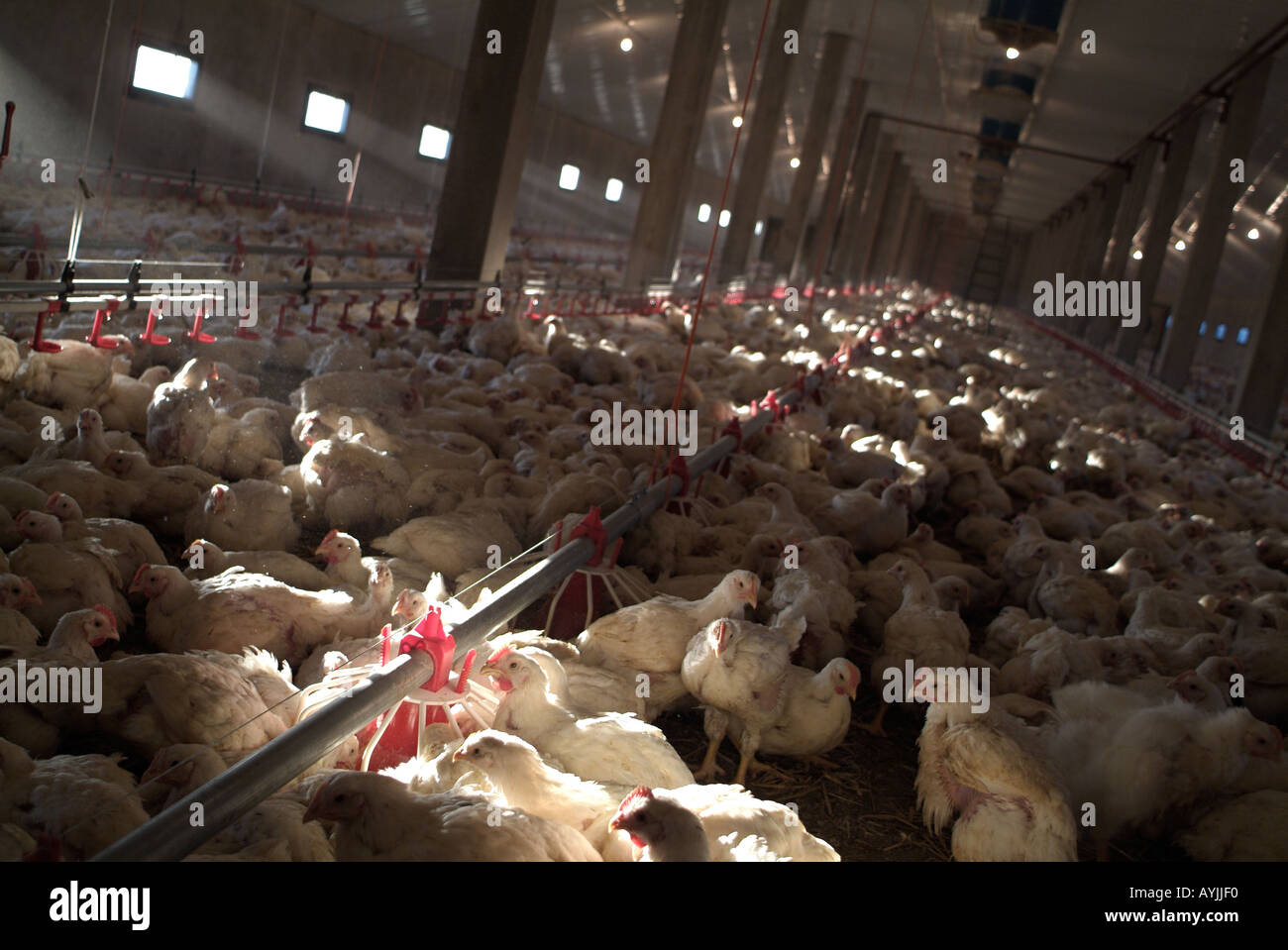 Broiler Barn Filled with Chickens Stock Photo - Alamy