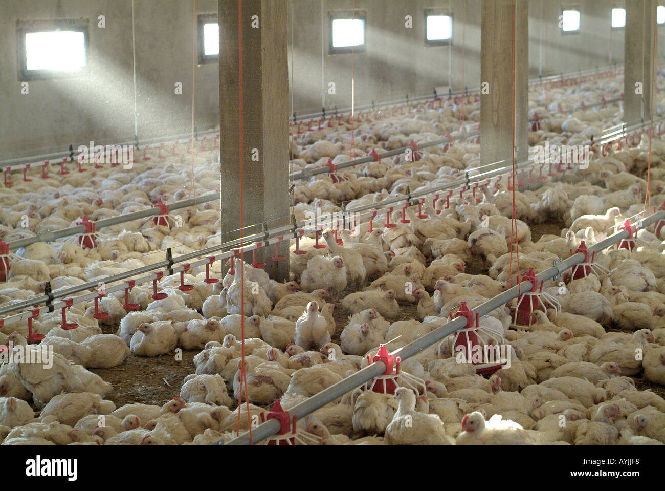 Chickens in a Broiler Barn Stock Photo, Royalty Free Image: 5589751 - Alamy