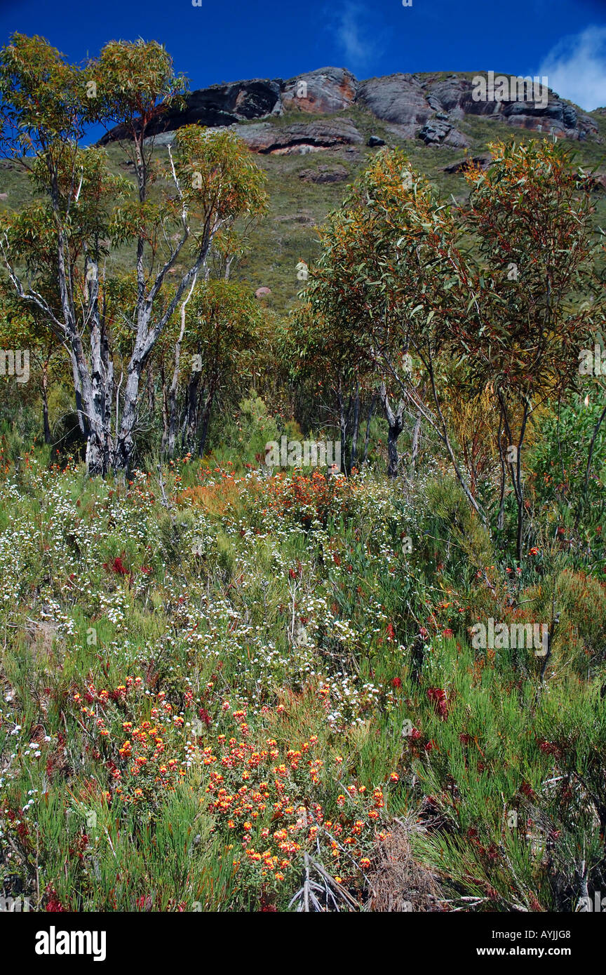 Spring wildflowers at Mt Trio Stirling Range National Park Western ...