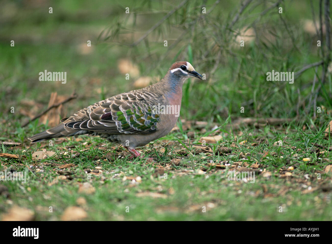 Common Bronzewing Phaps chalcoptera Stock Photo - Alamy