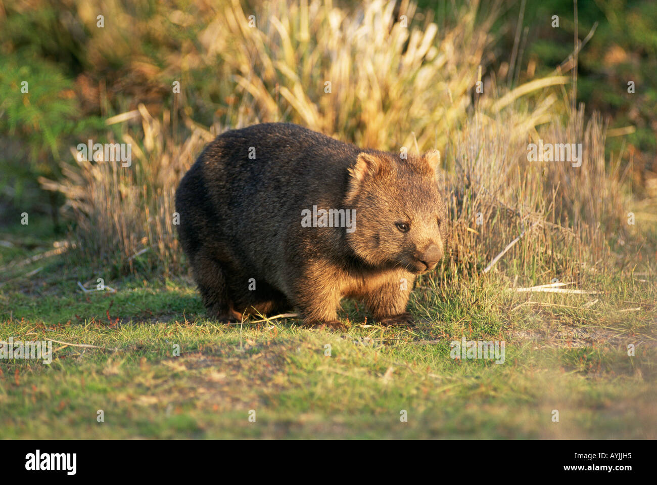 Adult female Common Wombat (Bare-nosed Wombat) Vombatus ursinus, with ...