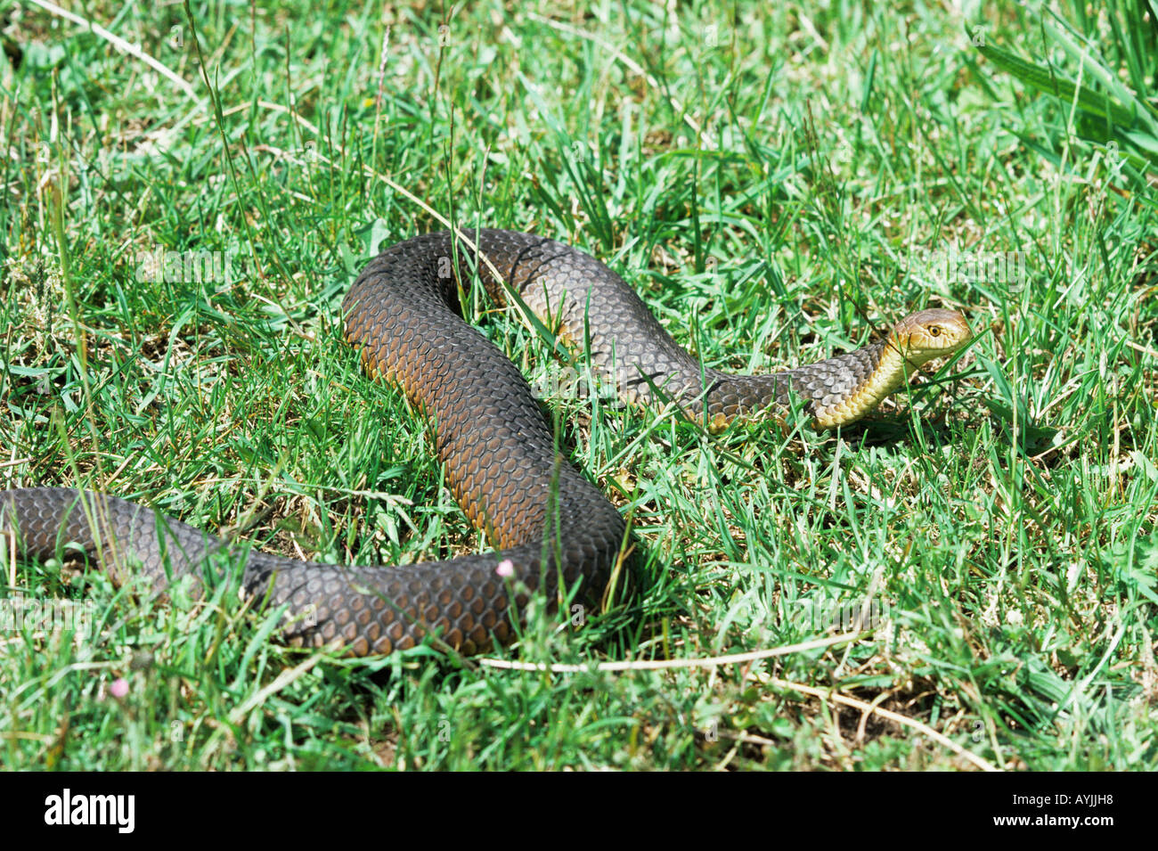 Elapidae hi-res stock photography and images - Alamy