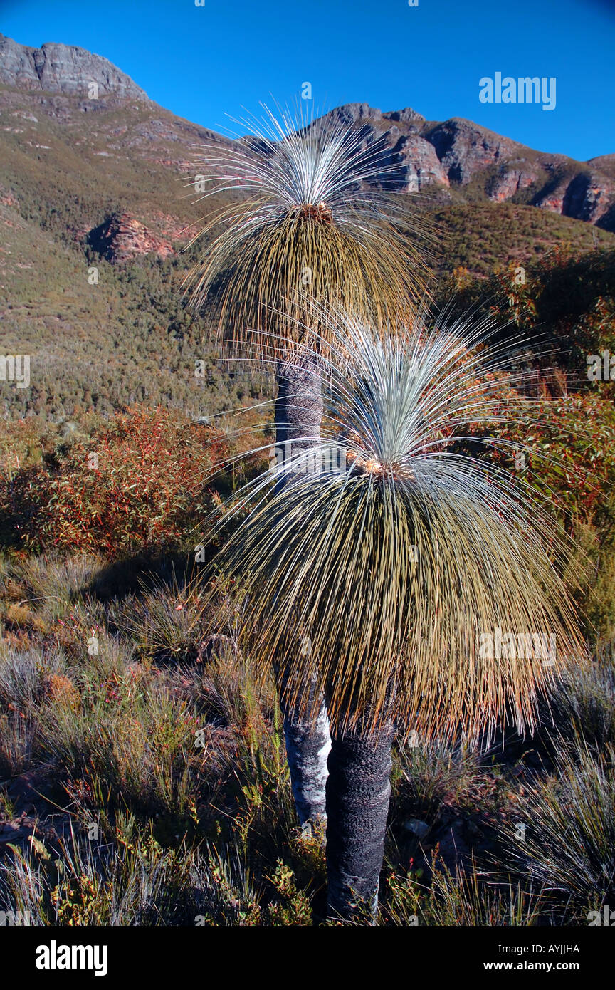 Kingia australis slender grass trees Stirling Range National Park ...