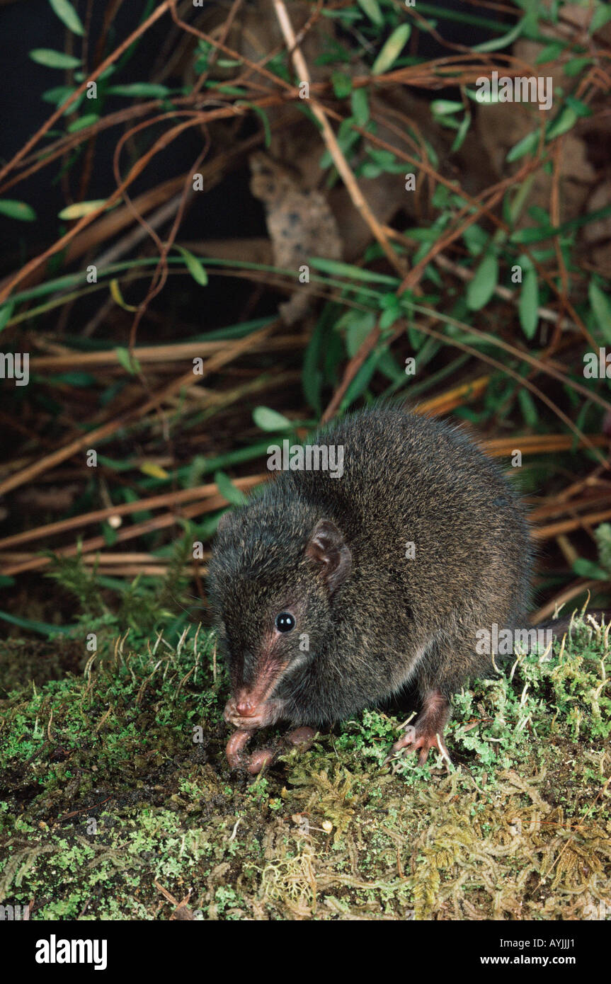 Dusky antechinus hi-res stock photography and images - Alamy