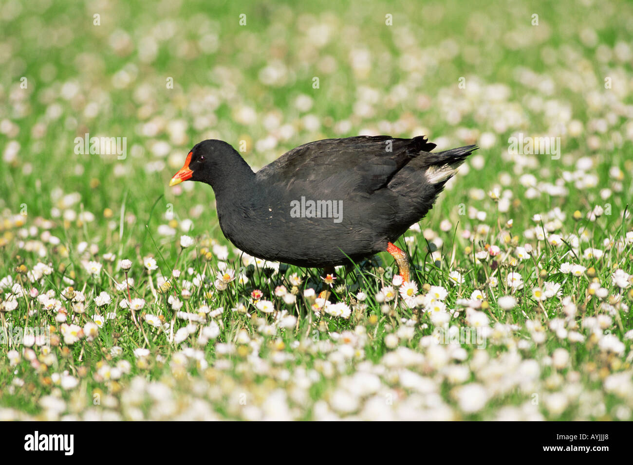 Australian dusky moorhen gallinula tenebrosa hi-res stock photography ...