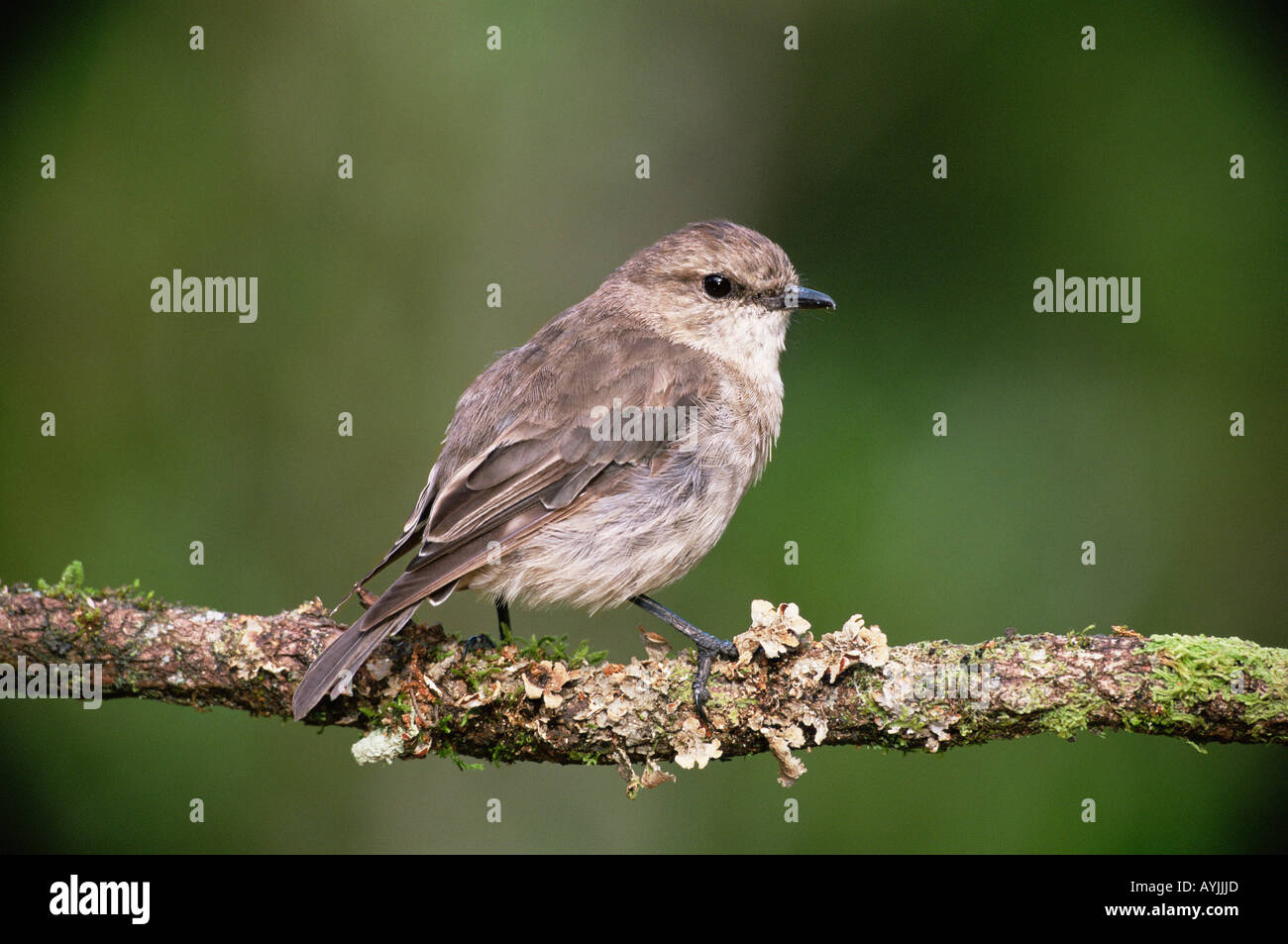 Dusky robin melanodryas vittata hi-res stock photography and images - Alamy