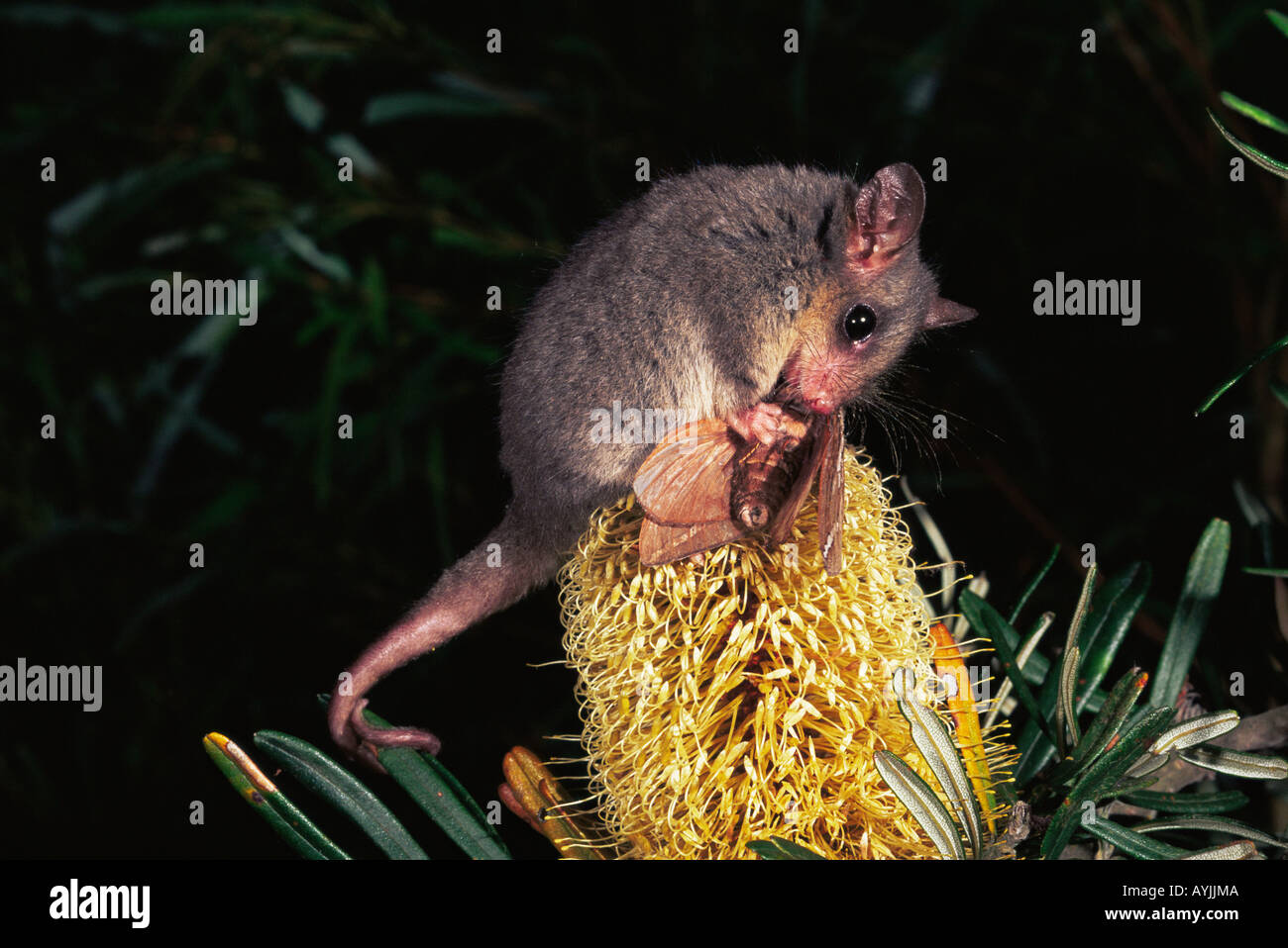 Eastern Pygmy Possum Cercartetus nanus Feeding on moth Stock Photo - Alamy