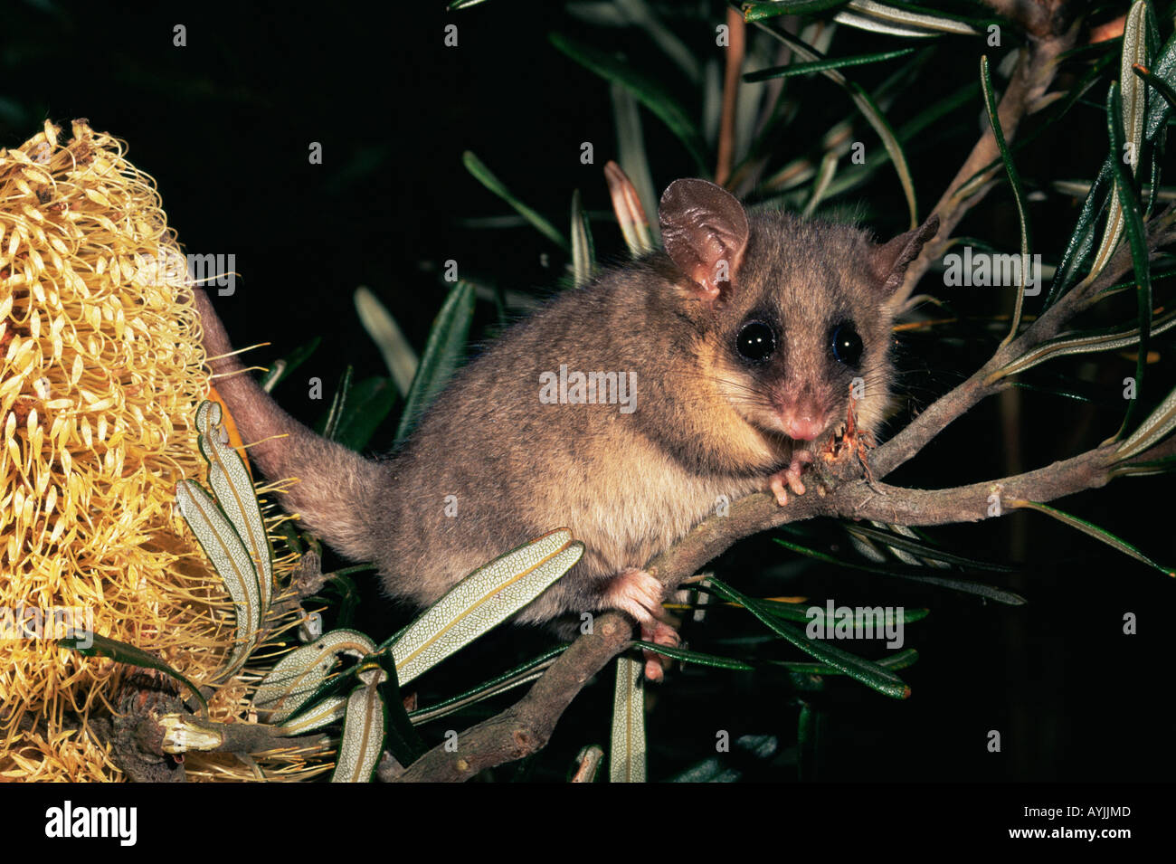 Eastern Pygmy Possum Cercartetus nanus Stock Photo - Alamy