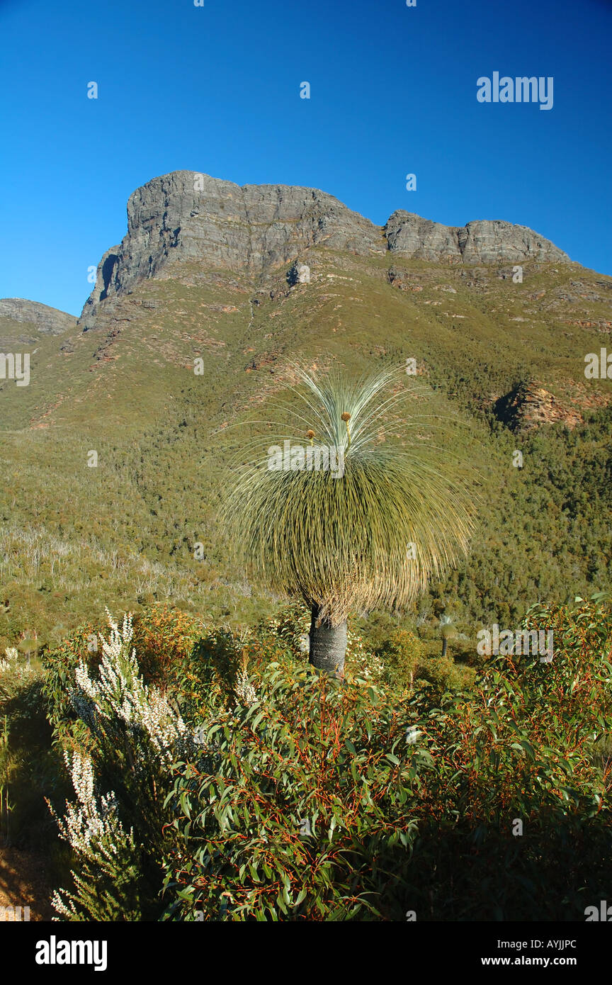 Grass tree Kingia australis amongst wildflowers at Bluff Knoll Stirling ...