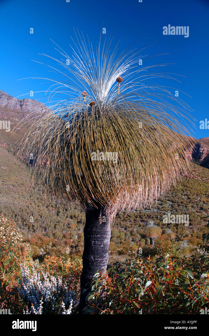 Grass tree Kingia australis amongst wildflowers Stirling Range National ...