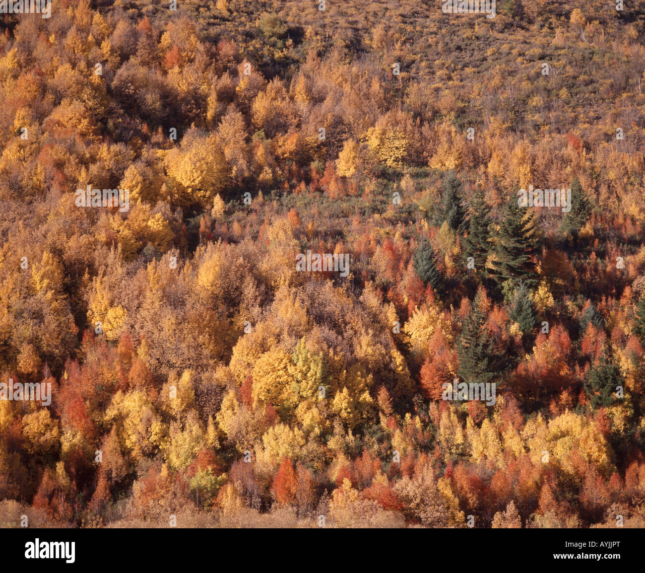Autumn colours, Arrowtown, Otago, New Zealand Stock Photo - Alamy