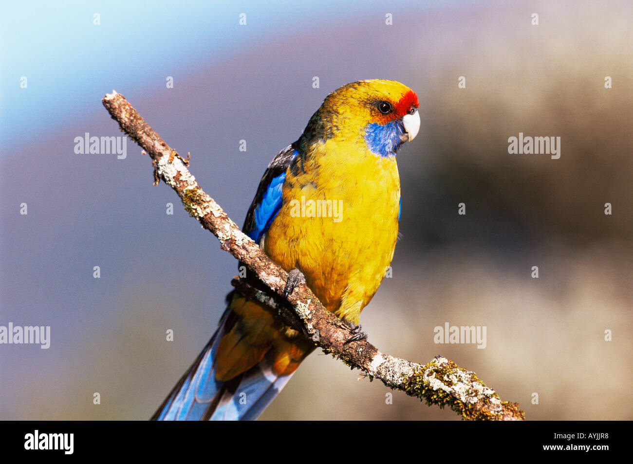 Green Rosella Platycercus caledonicus Tasmanian enemic Photographed in ...