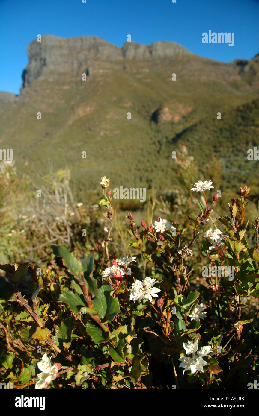 Southern cross flower Xanthosia rotundifolia spring wildflowers at ...