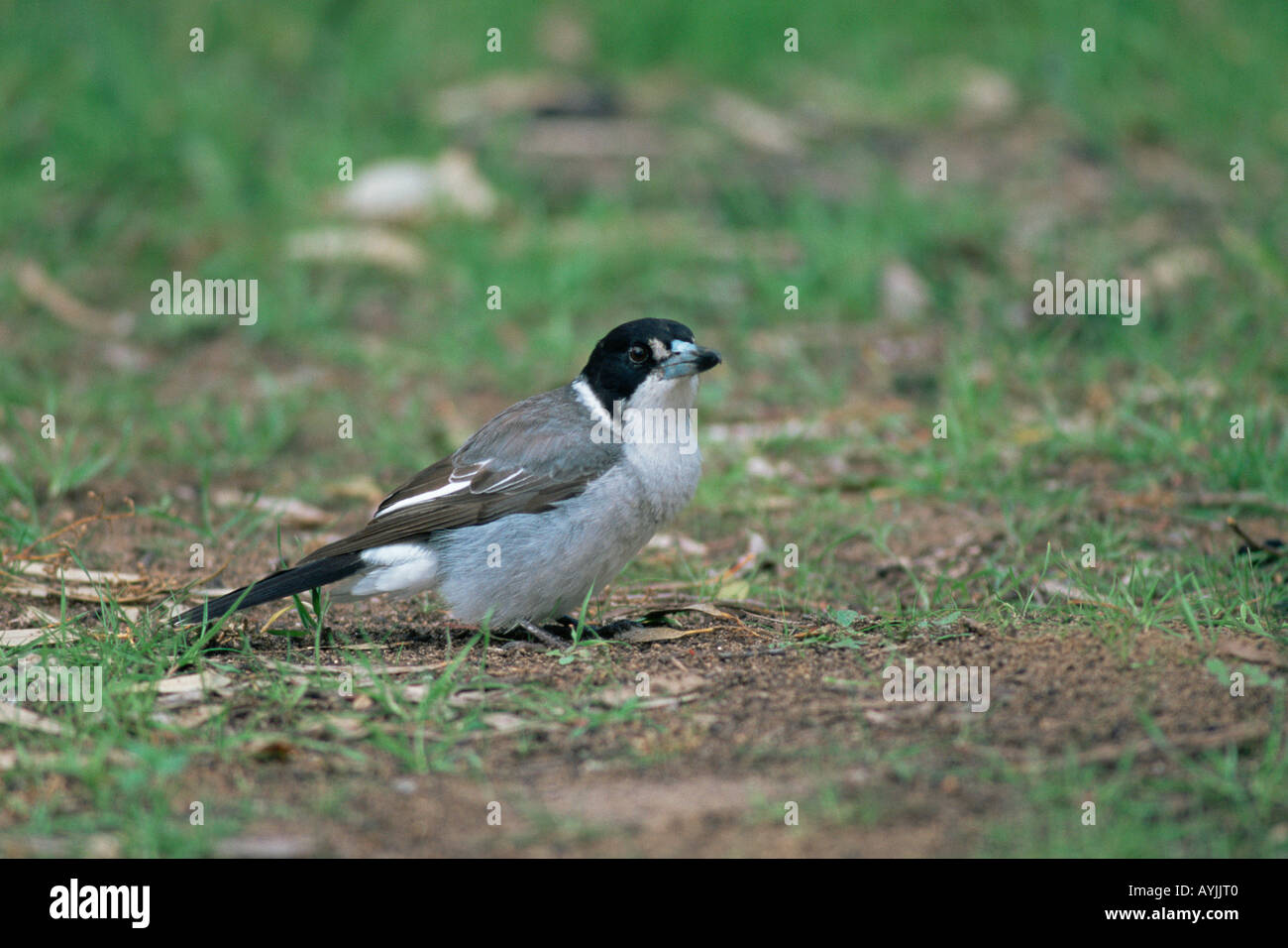 Australian grey butcherbird hi-res stock photography and images - Alamy