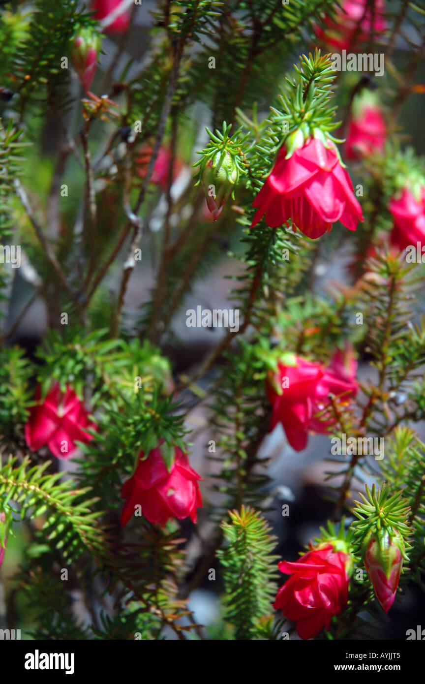 Mountain bells western australia hi-res stock photography and images ...