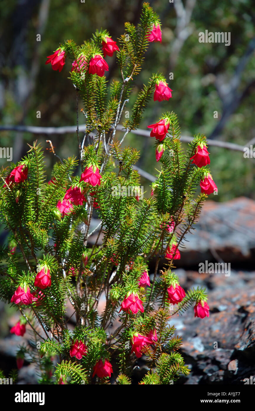 Mountain bell Darwinia lejostyla aka Darwinia leiostyla Mt Trio ...