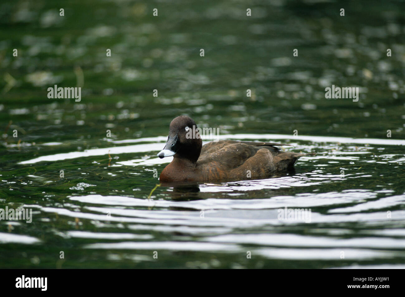 Hardhead Aythya australis Stock Photo - Alamy