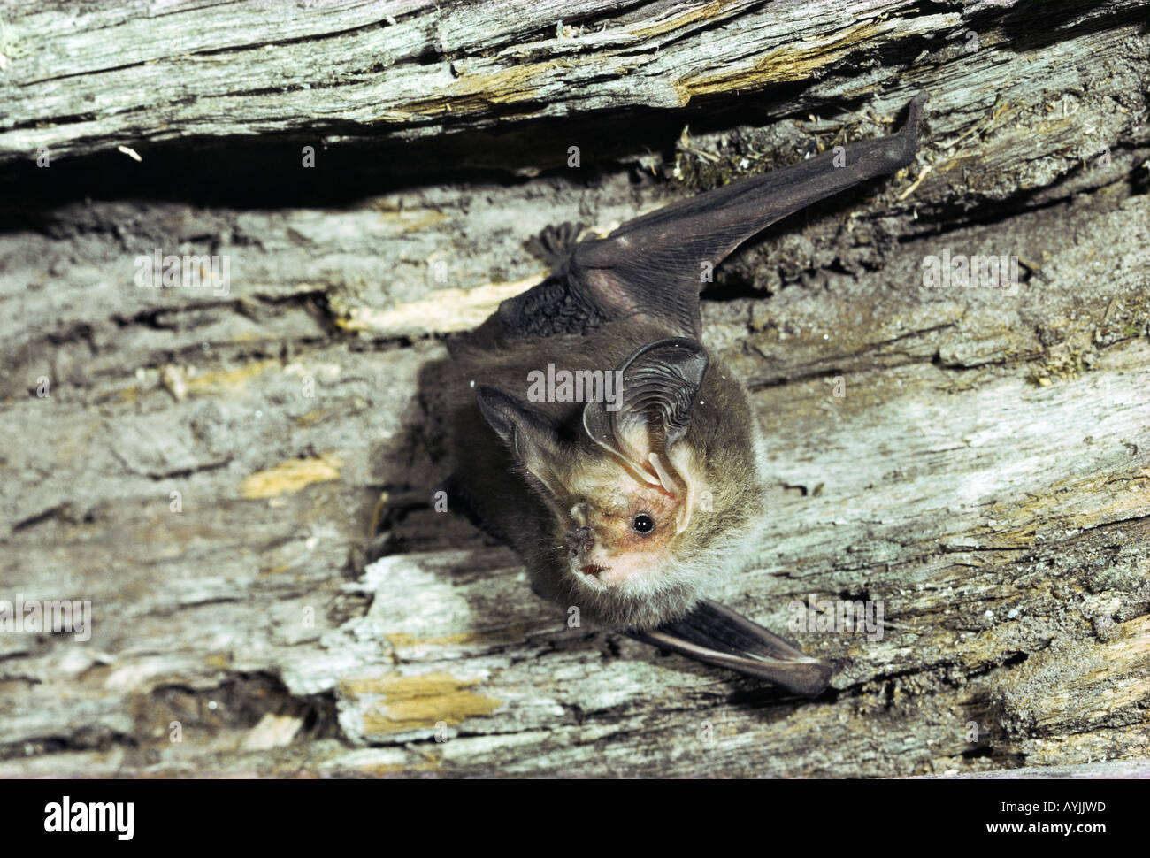 Lesser Long eared Bat Nyctophilus geoffroyi Photographed in Tasmania ...