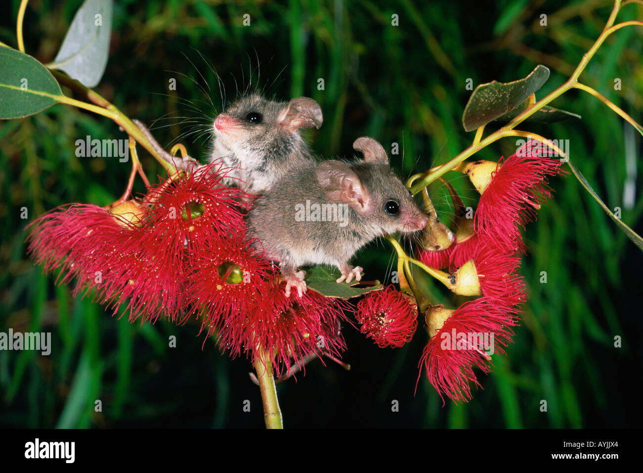 Little Pygmy Possum Cercartetus lepidus, photogragraphed in Tasmania ...