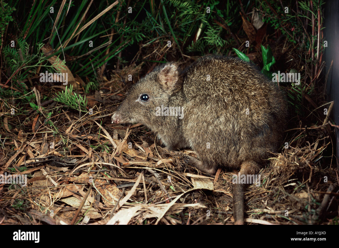 Potoroo tasmania hi-res stock photography and images - Alamy