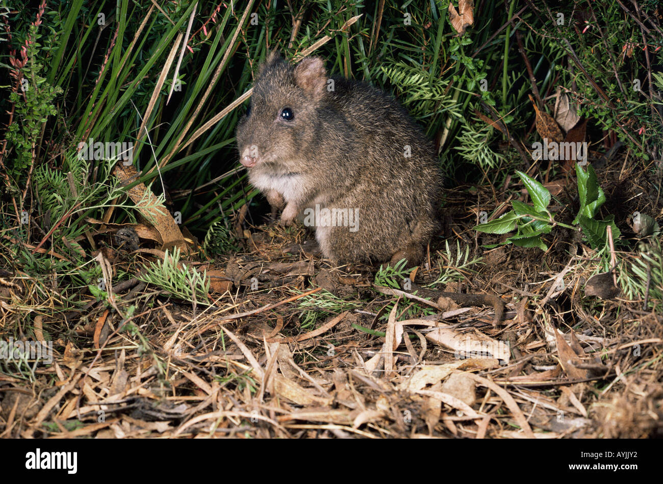Long nosed Potoroo Potorous tridactylus Photographed in Tasmania ...