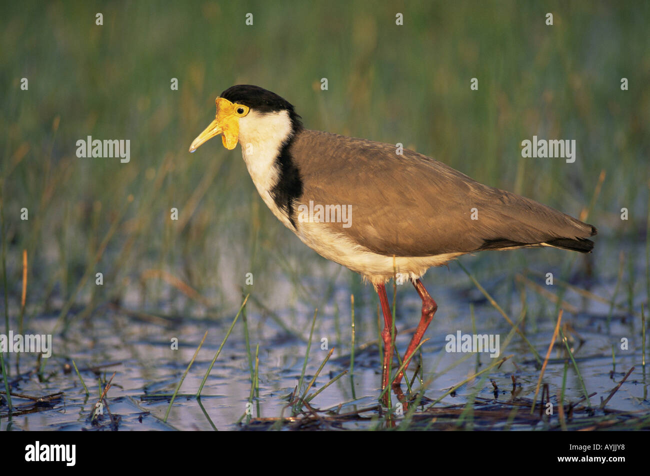 Masked Lapwing Vanellus miles Photographed in Tasmania Australia Stock ...