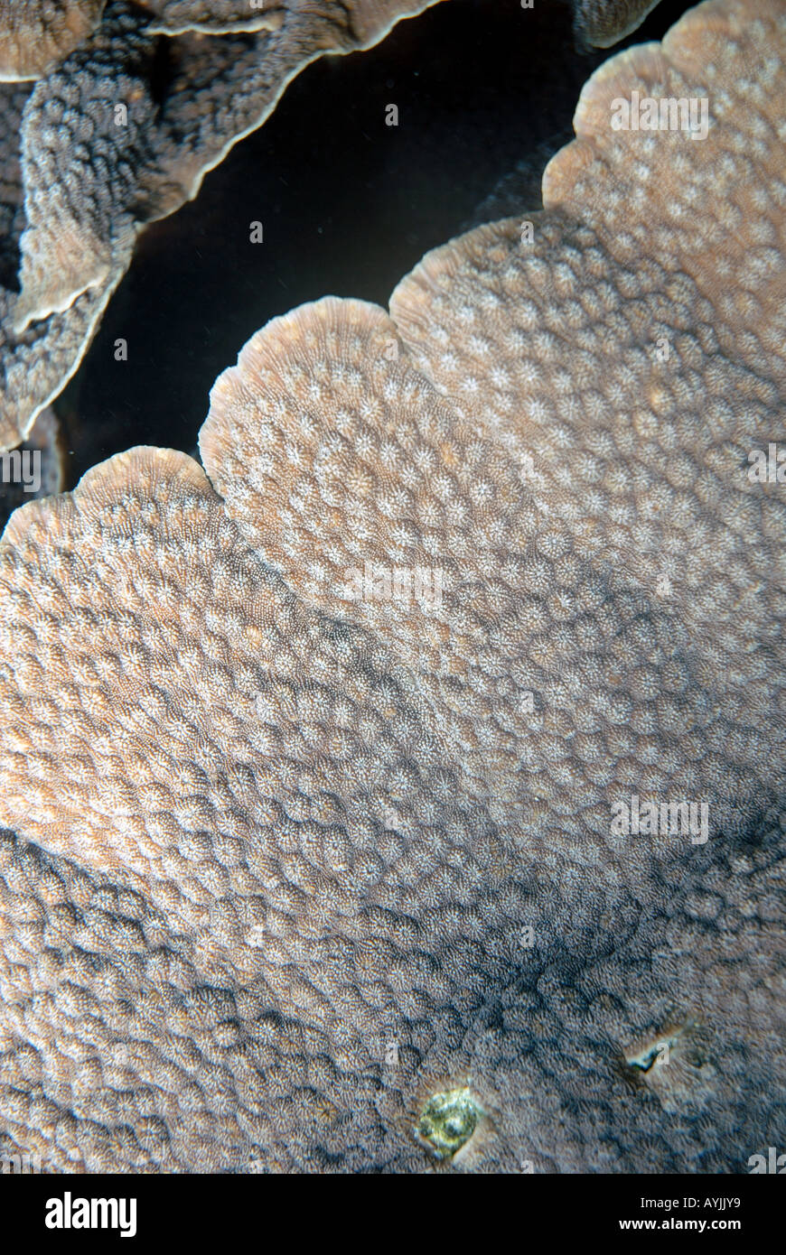 Foliose Coral