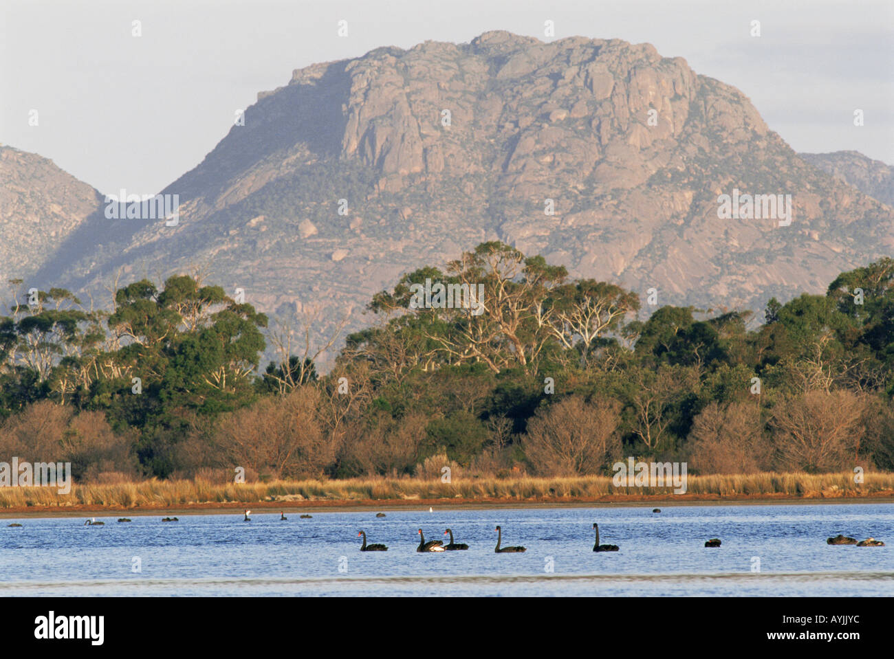 Moulting Lagoon with Black Swans Cygnus atratus Hazards Freycinet ...