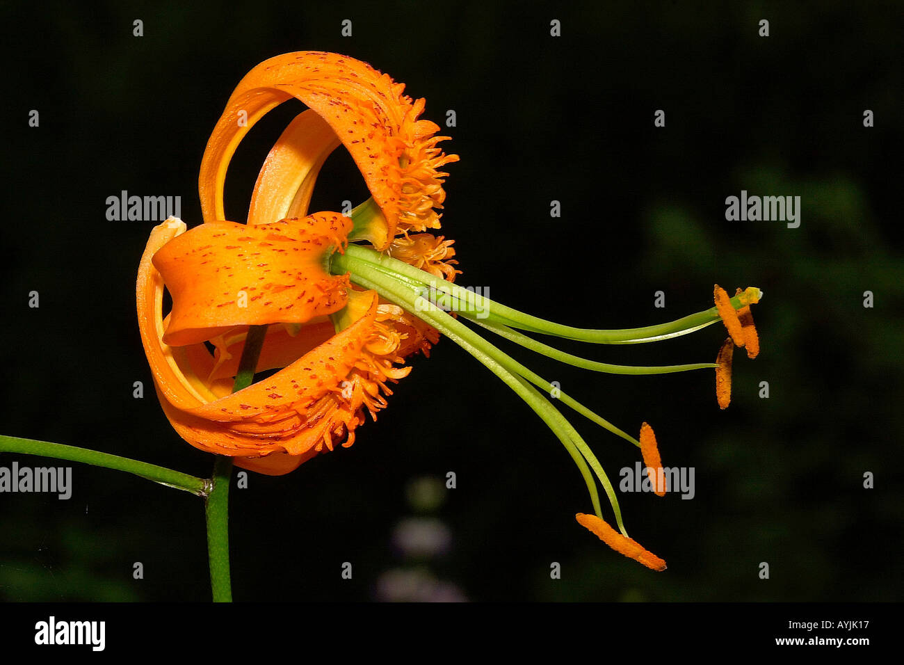 Tigerlilie High Resolution Stock Photography and Images - Alamy