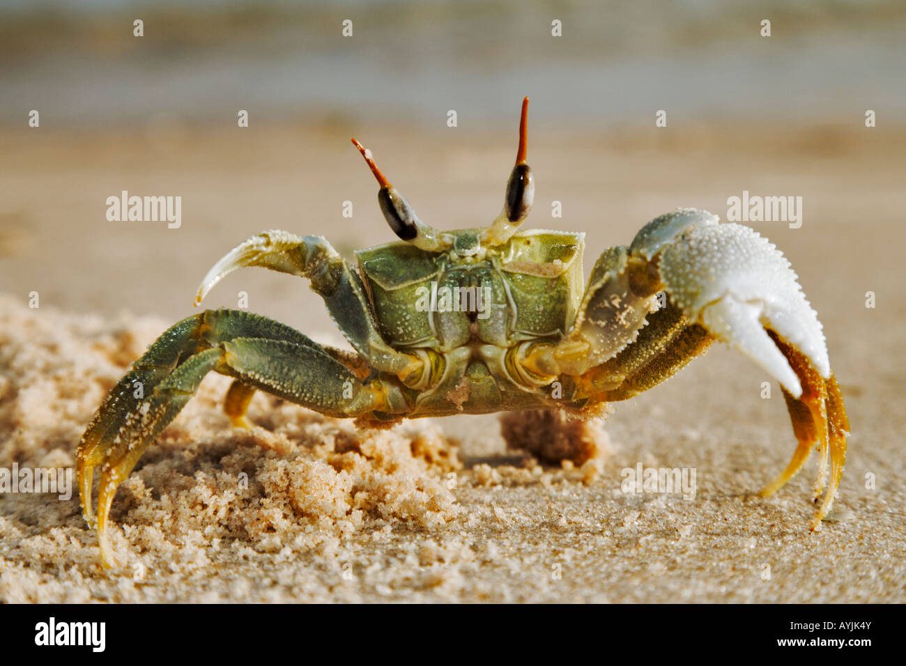 Horned ghost crab on beach hi-res stock photography and images - Alamy