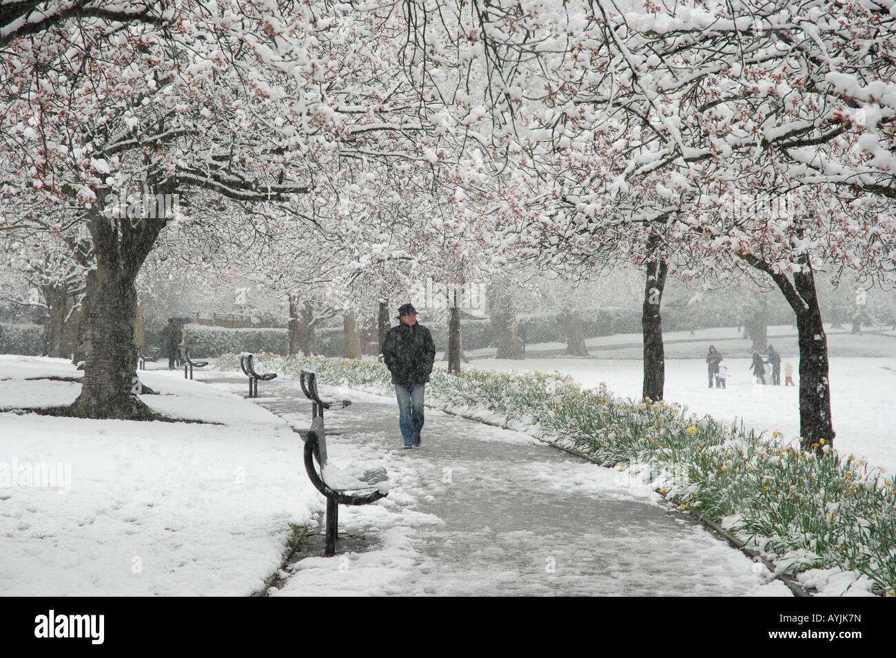 Parkland trees covered spring hi-res stock photography and images - Alamy