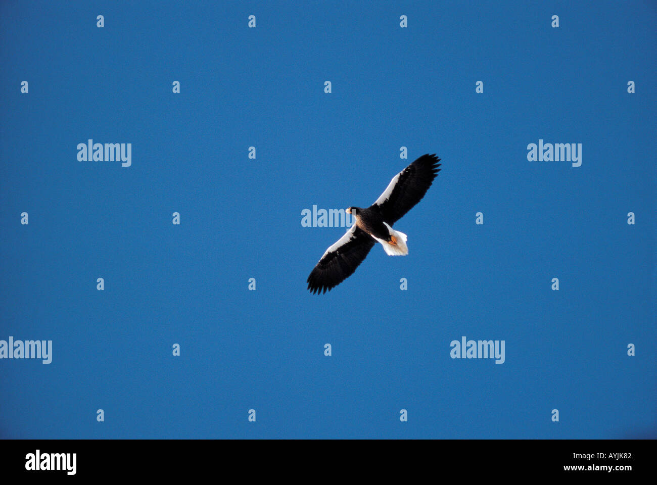 Scene of Bird Stock Photo - Alamy