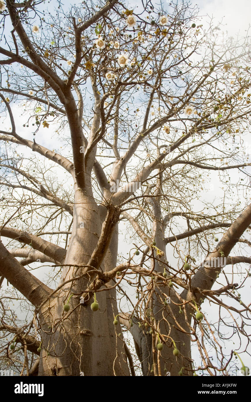 Mozambique Baobab Tree Stock Photos & Mozambique Baobab Tree Stock ...