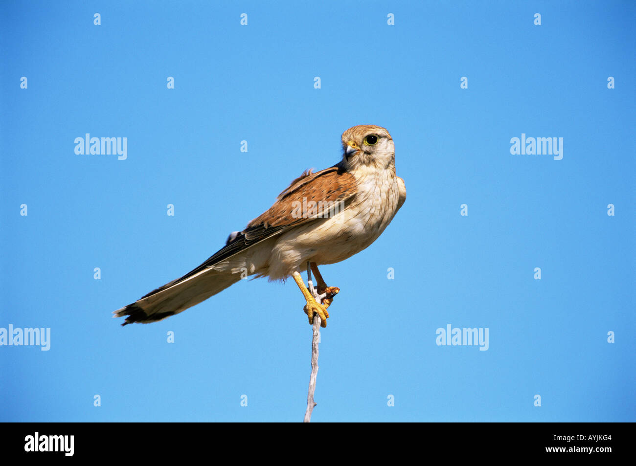 Australian nankeen kestrel hi-res stock photography and images - Alamy