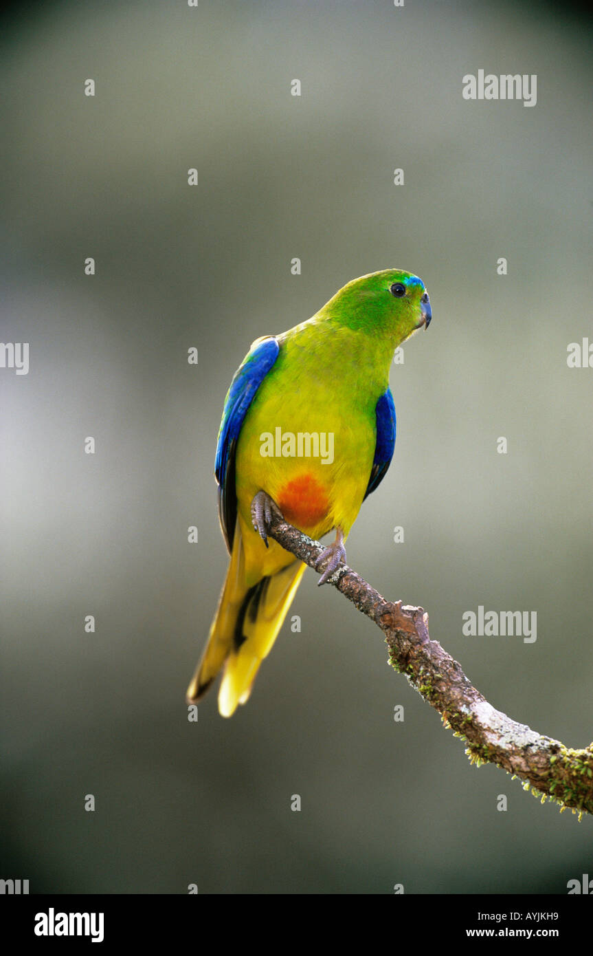 Orange-bellied Parrot Neophema chrysogaster , male photographed in ...